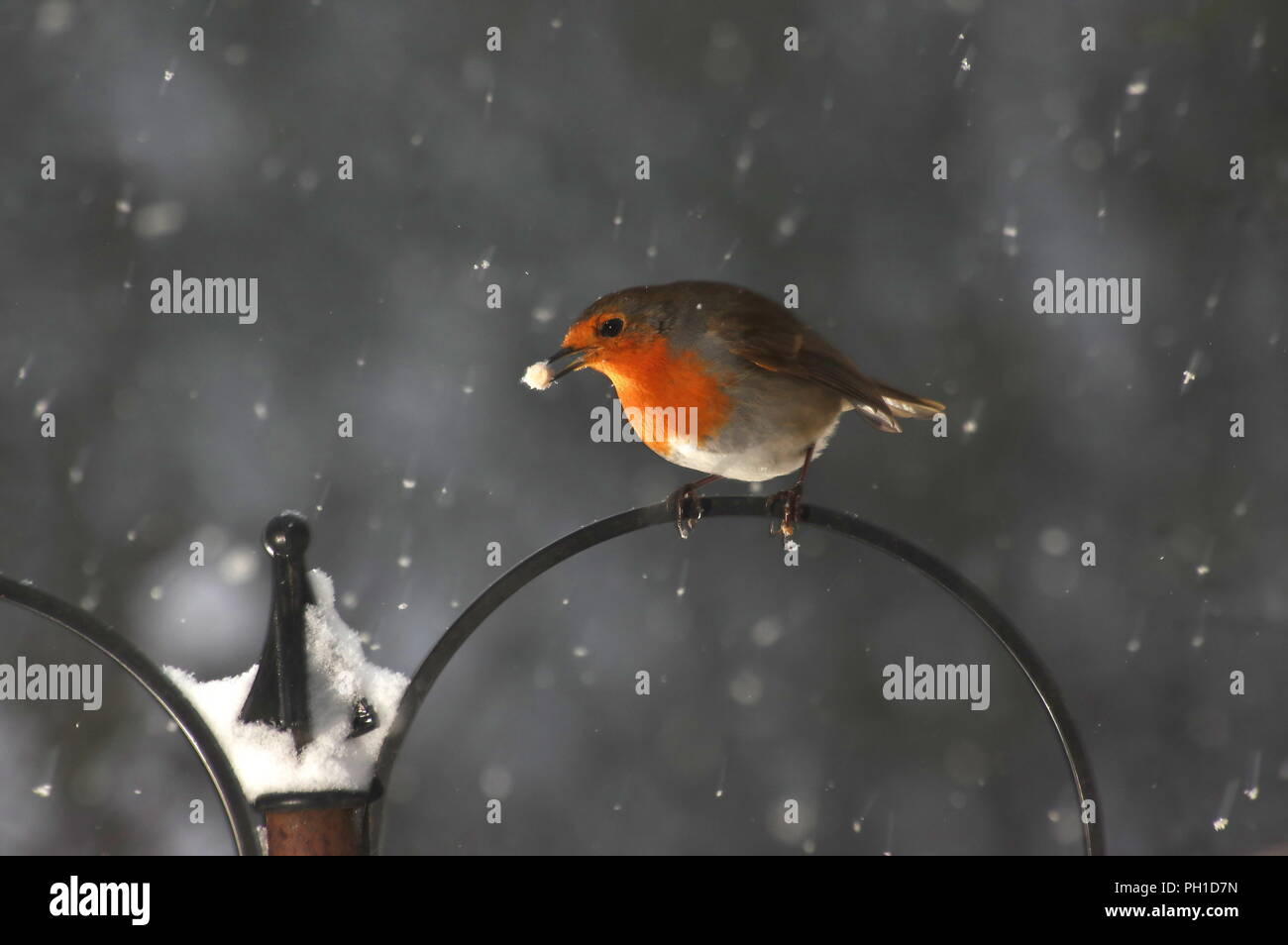 Robin in snow Stock Photo - Alamy