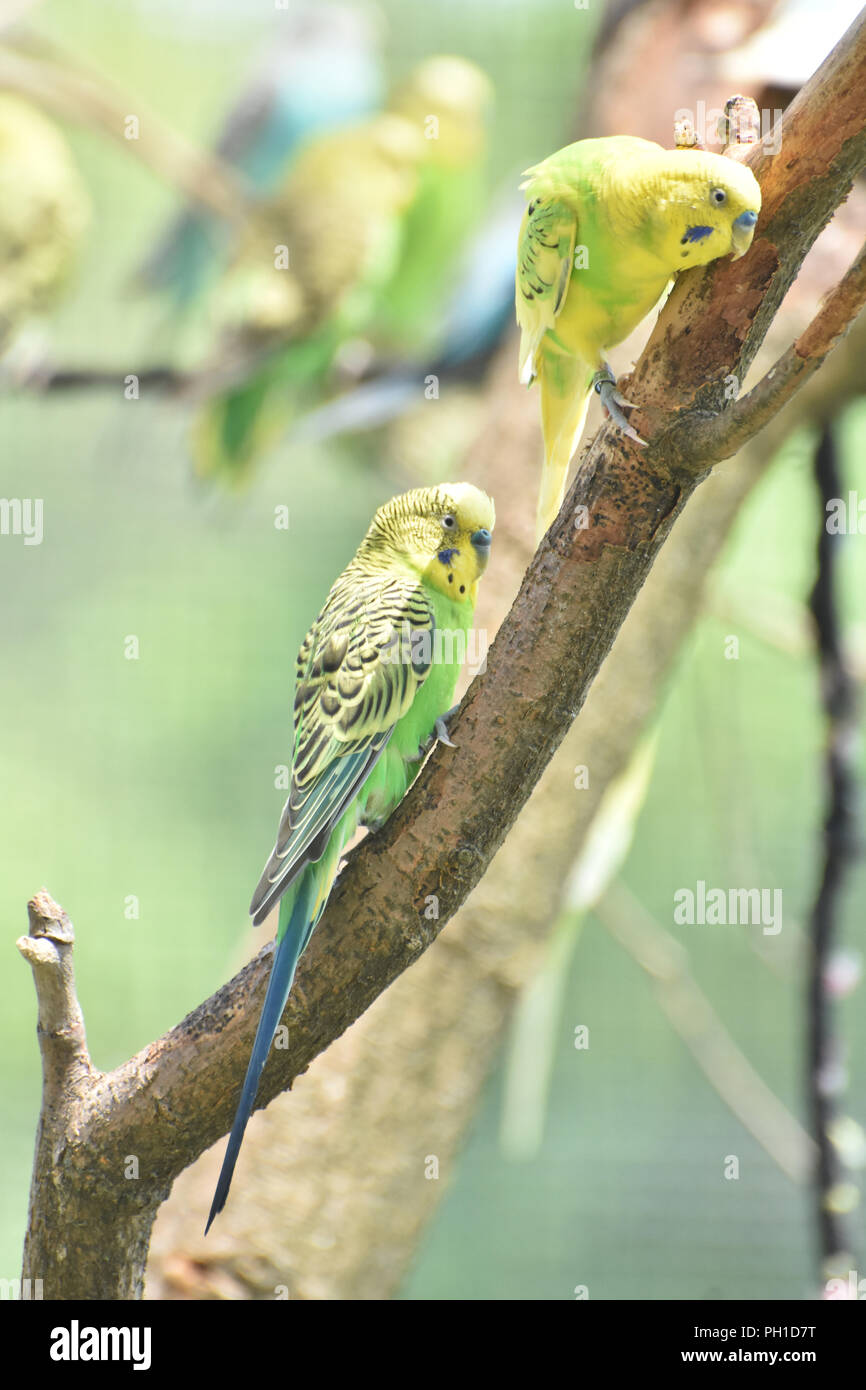 Two Adorable Yellow Parakeets in the Wild Stock Photo - Alamy