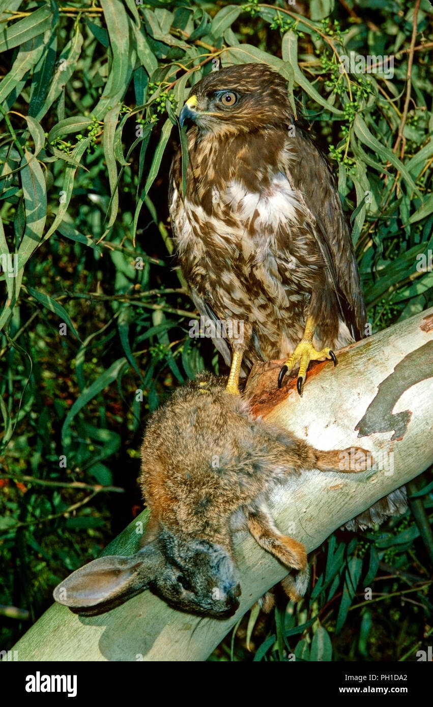 Common buzzard (Buteo buteo) with a hunted rabbit. Southern Spain ...