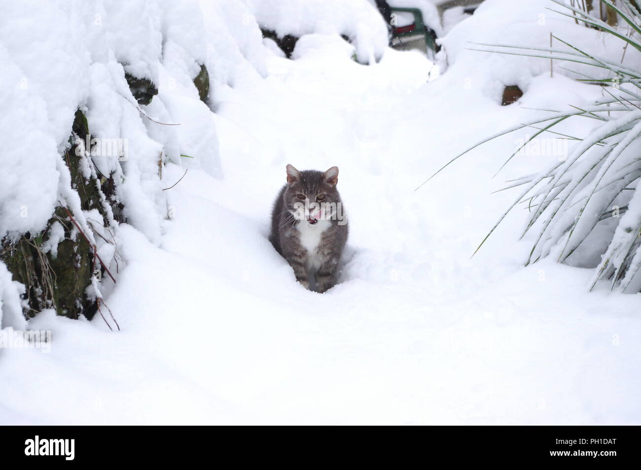 Tabby cat hunting in deep snow Stock Photo - Alamy