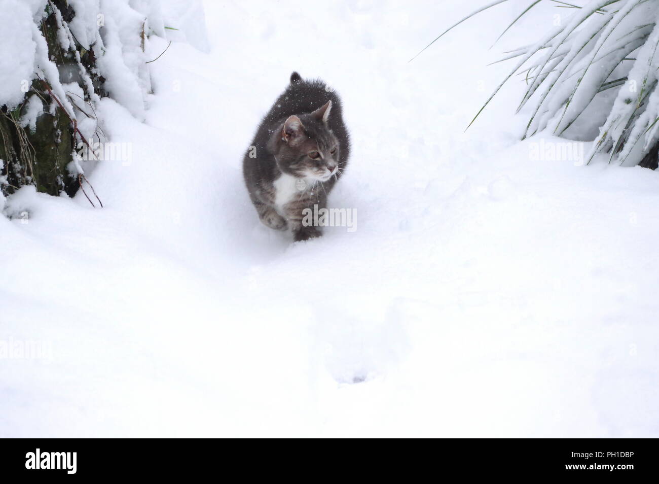 Tabby cat hunting in deep snow Stock Photo - Alamy