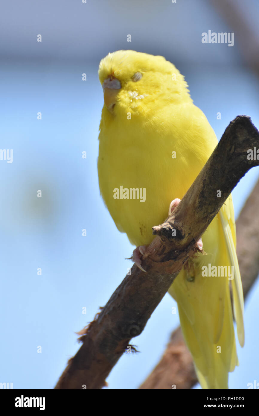 Beautiful Face of a Budgie Parakeet Bird Stock Photo - Alamy