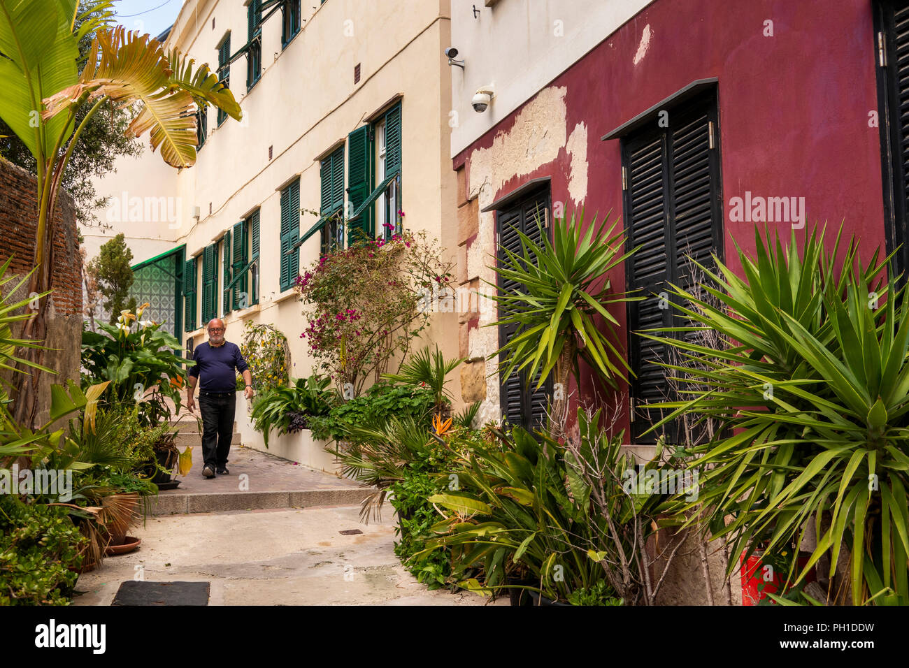Gibraltar, Upper Town, Castle Ramp, plants lining back street, outside ...