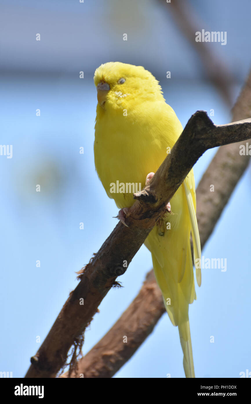 Small Yellow Budgie Bird on a Branch Stock Photo - Alamy