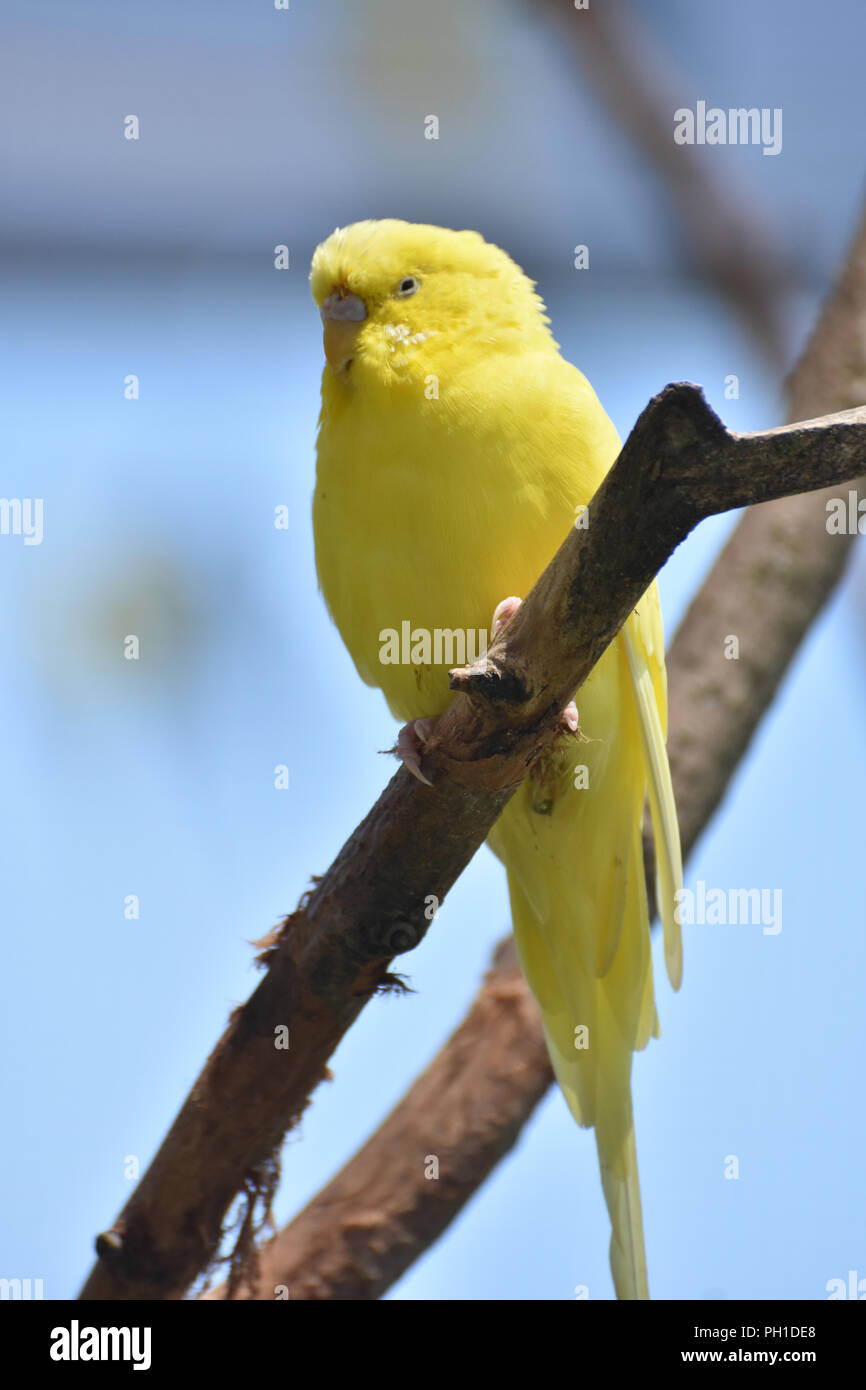Vibrant Yellow Parakeet in Nature Up Close Stock Photo - Alamy