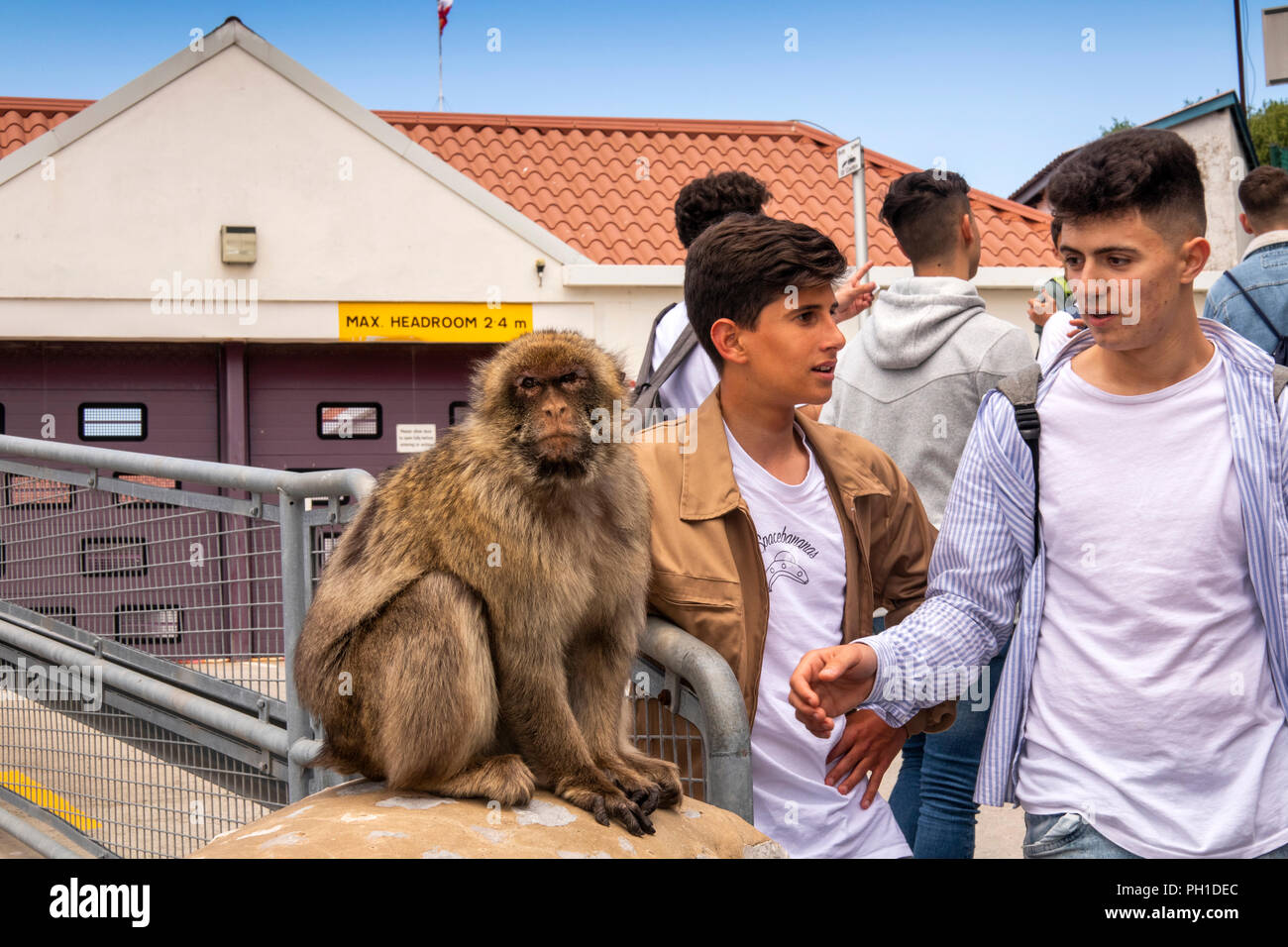 Gibraltar, Upper Town, Willis’ Road, Barbary Ape sat on gatepost ...