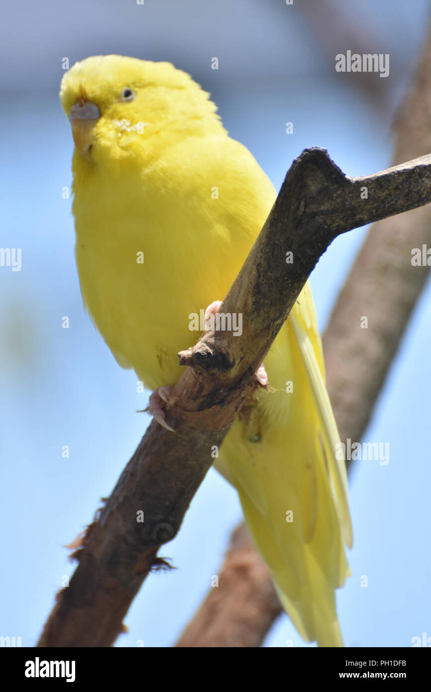 Yellow budgie hi-res stock photography and images - Alamy