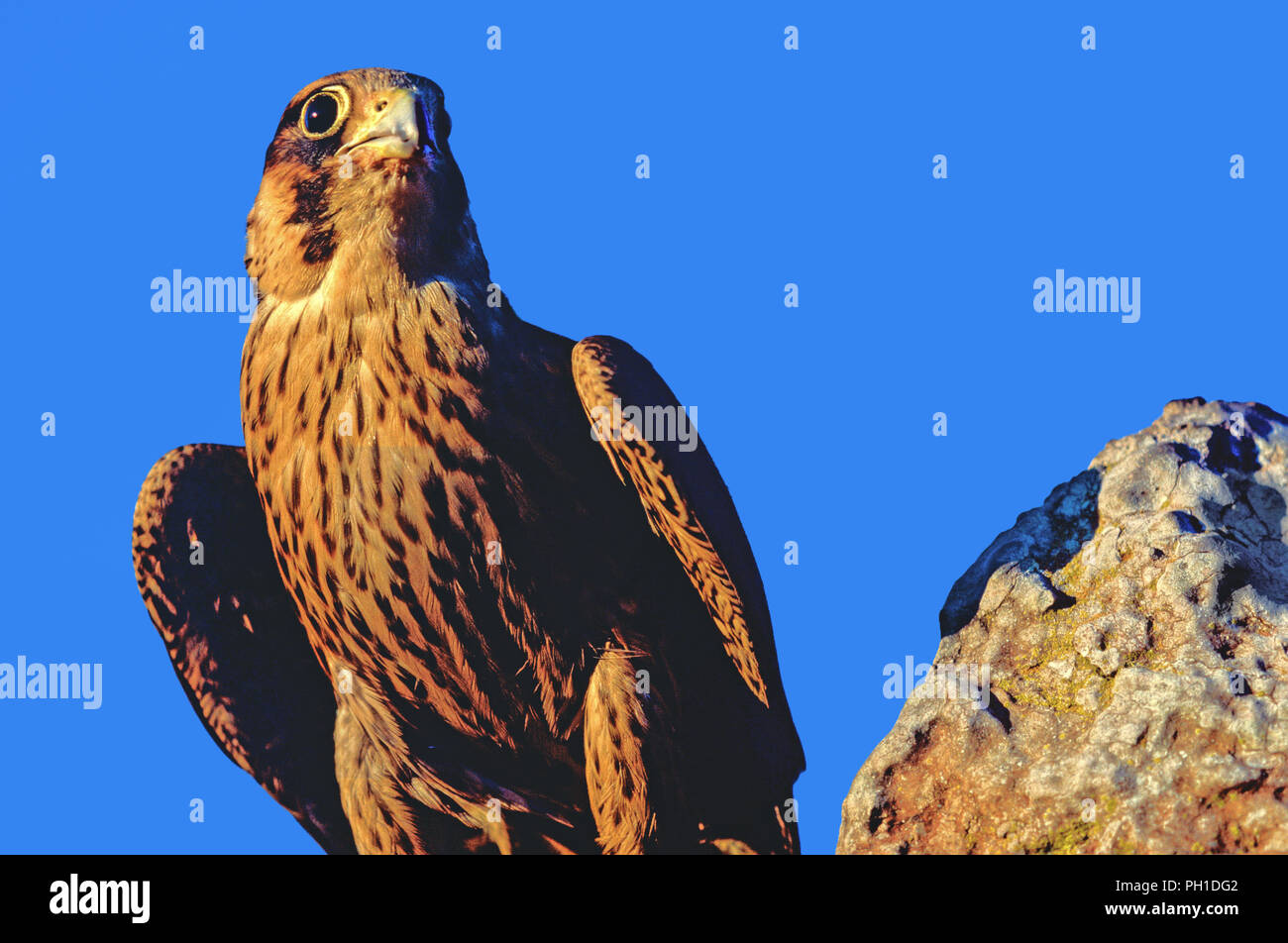 Peregrine falcon (Falco peregrinus) perched on a rock. Southern Spain ...