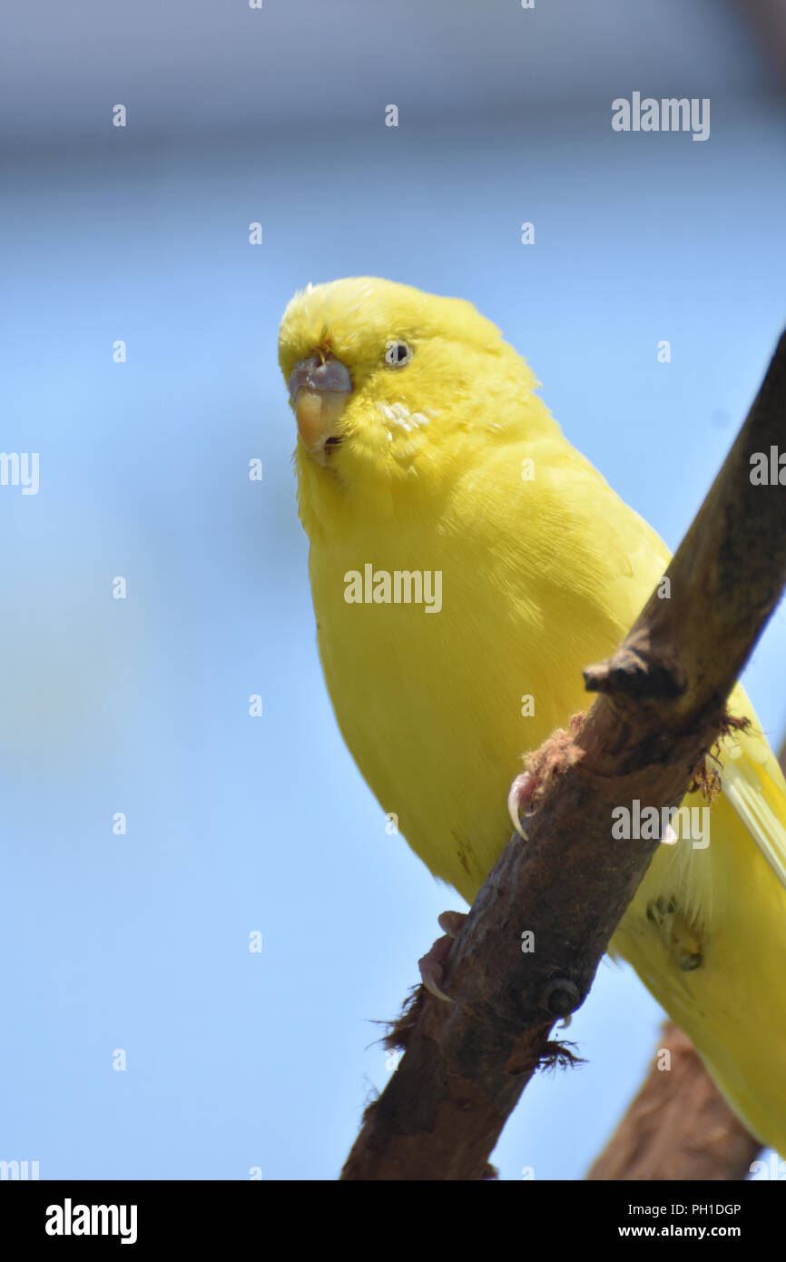 Nice Close Up of this Adorable Yellow Parakeet Stock Photo - Alamy