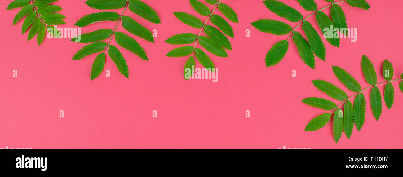Creative flat lay top view pattern with fresh green rowan tree leaves ...