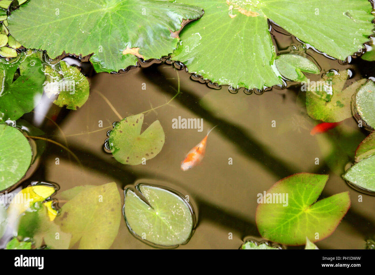 Koi fish in pond at the garden with lotus. Beautiful natural ...