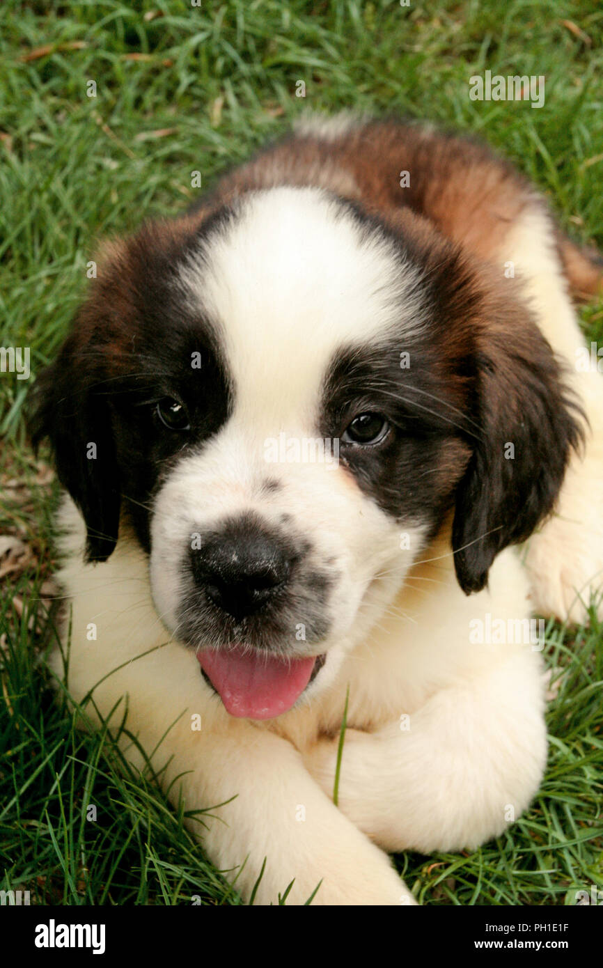 St bernhardshund hi-res stock photography and images - Alamy