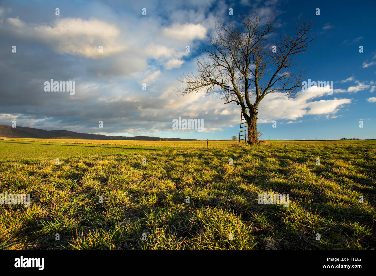 Big tree on green meadow landscape with blue sky with copy space Stock ...