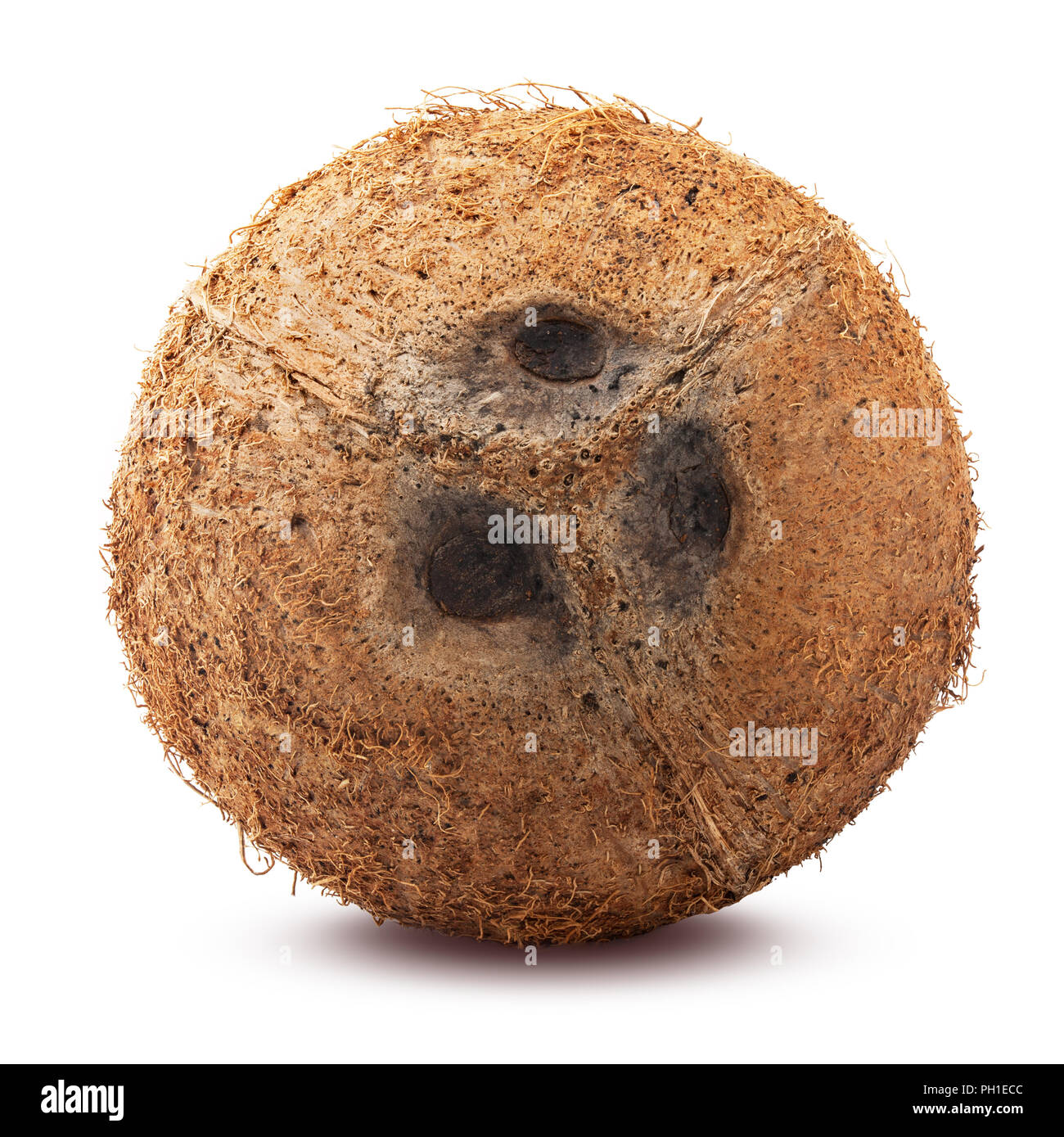 coconut whole, isolated on white background, full depth of field Stock ...