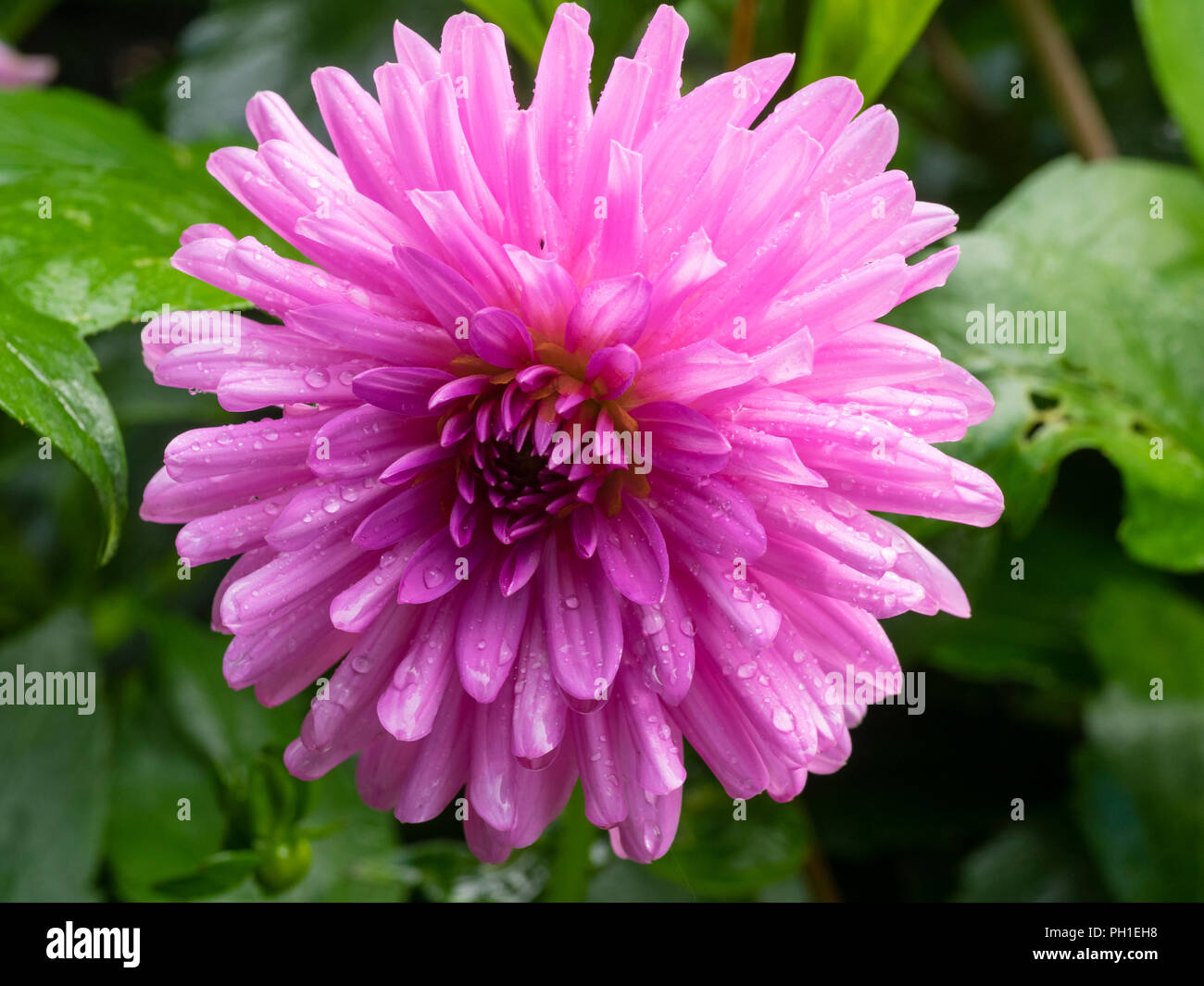 Pink preference dahlia hi-res stock photography and images - Alamy