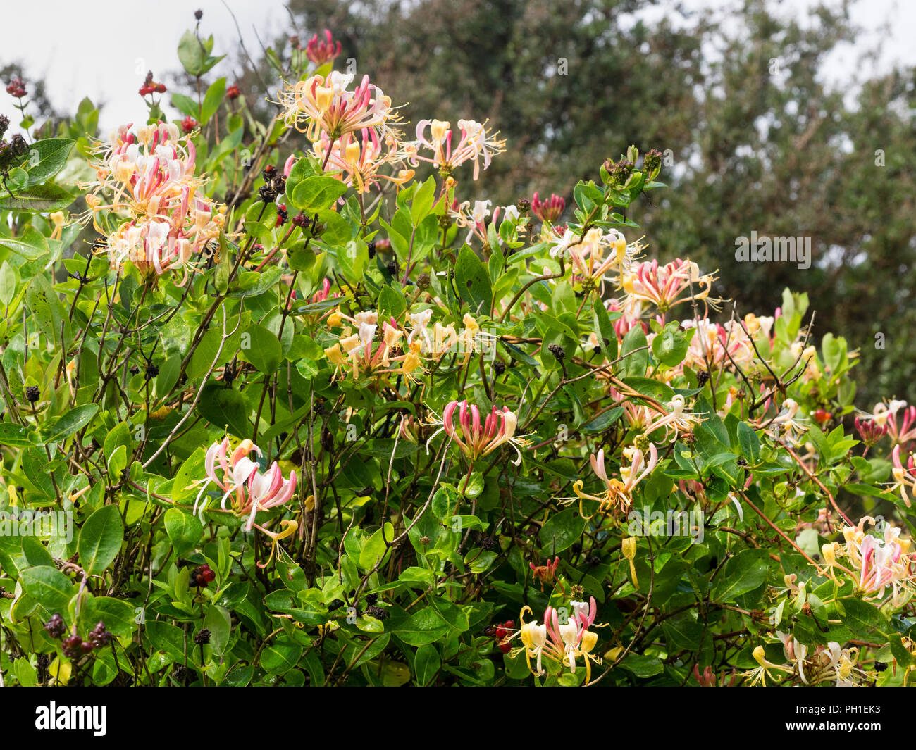 Flowering honeysuckle hi-res stock photography and images - Alamy