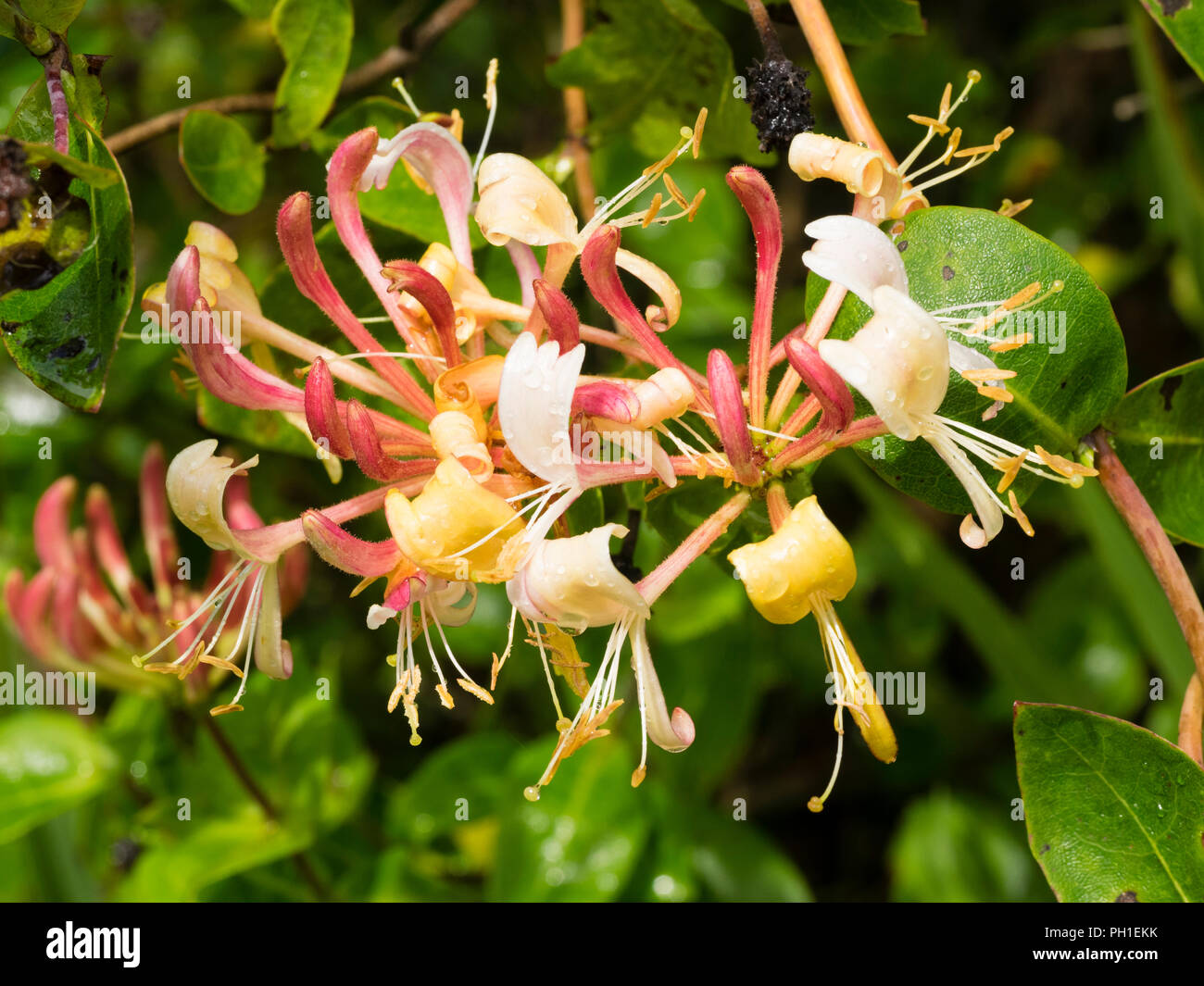 Pale red, white and yellow tubular flowers of the compact form of the ...