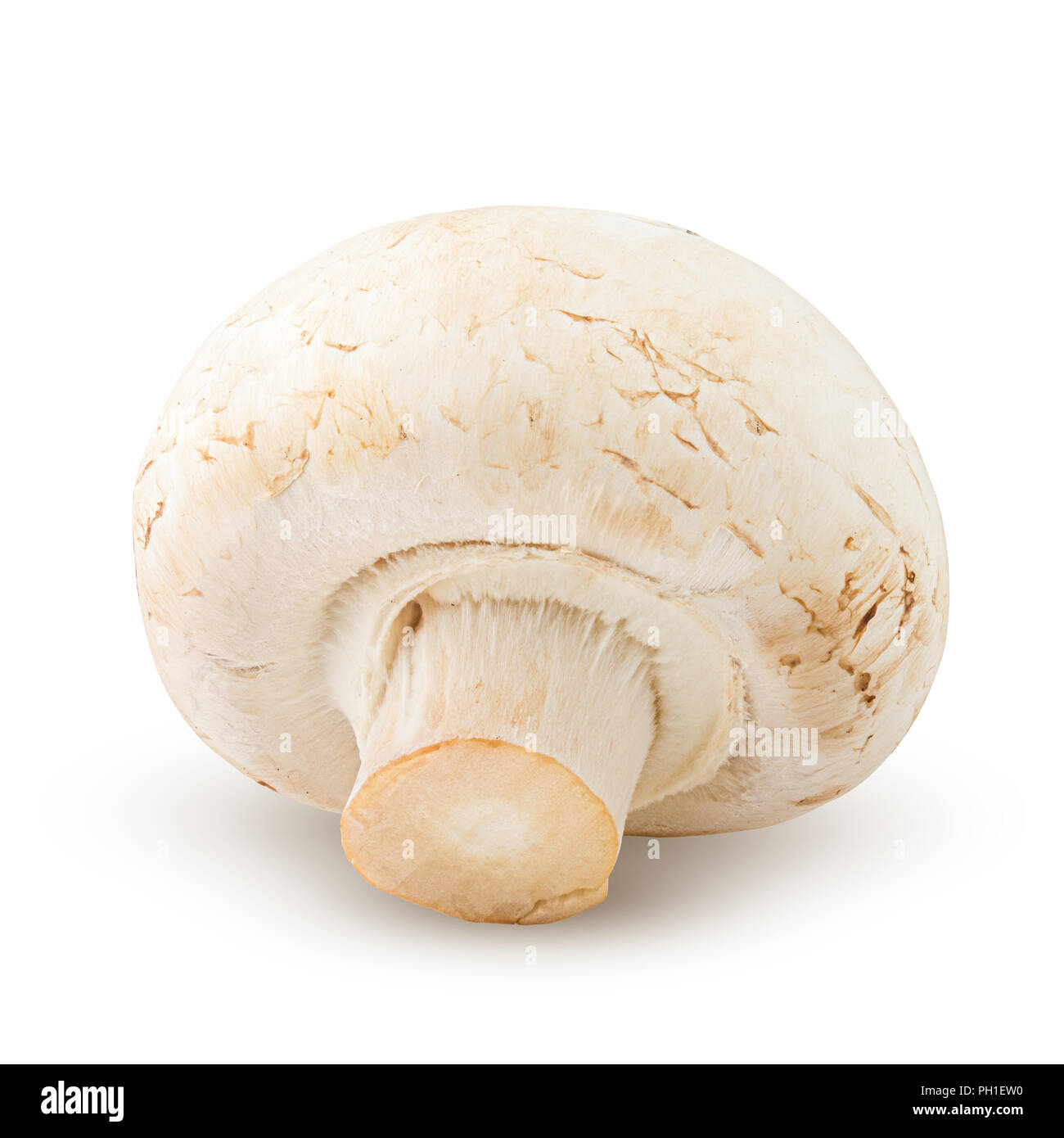 mushroom, champignon, isolated on white background, clipping path, full ...