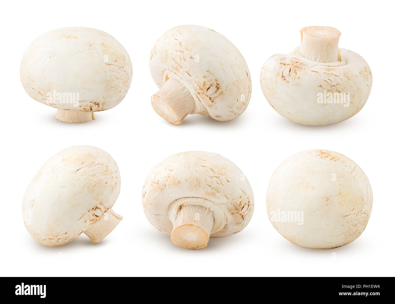 mushroom, champignon, isolated on white background, clipping path, full ...