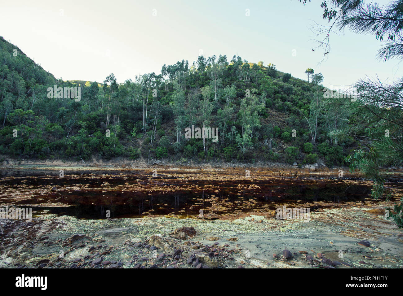 Red water river almost dry with eucalyptus forest and blue sky ...