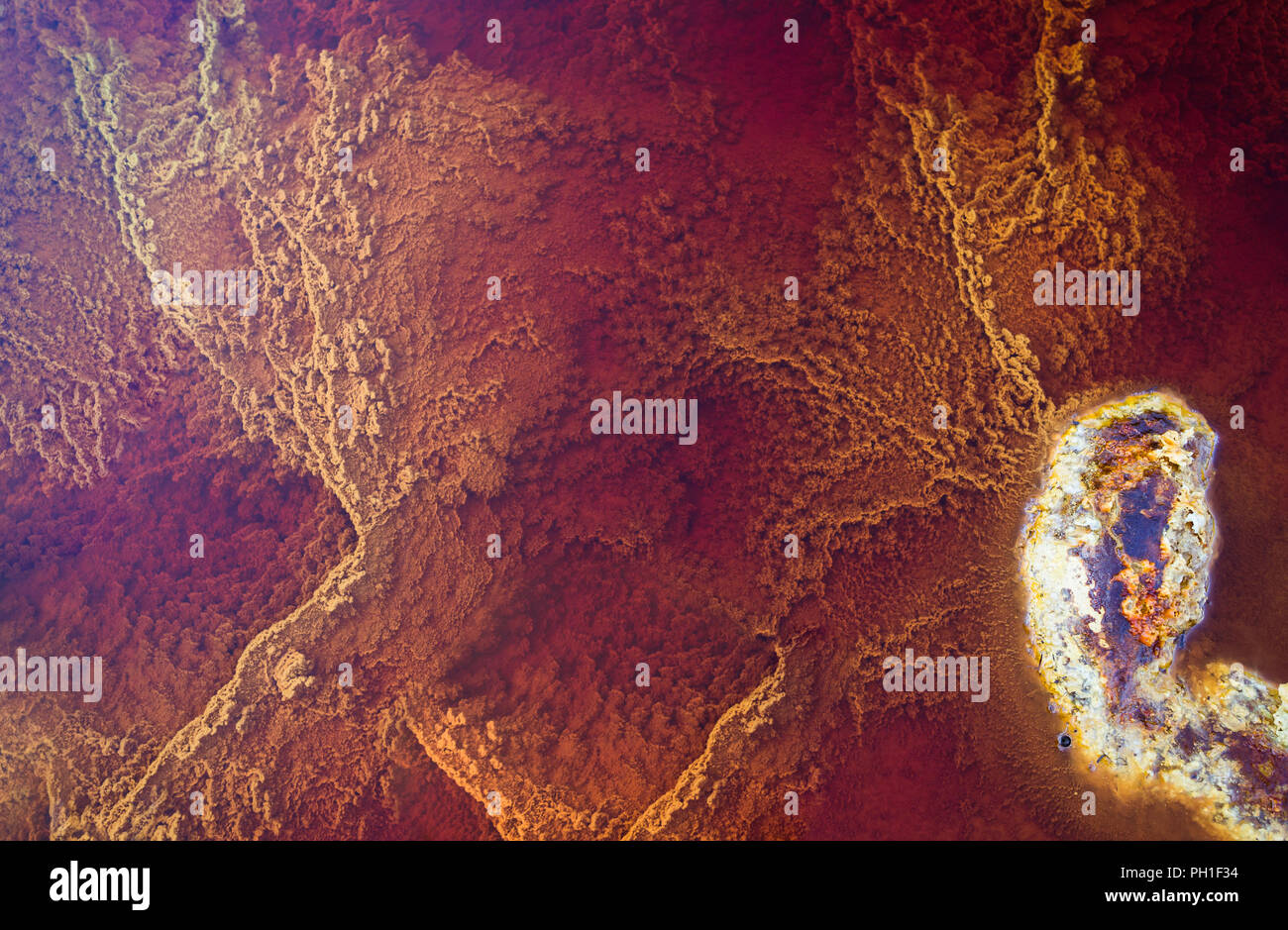 Rock covered with mosses and microorganism, said environment is studied ...