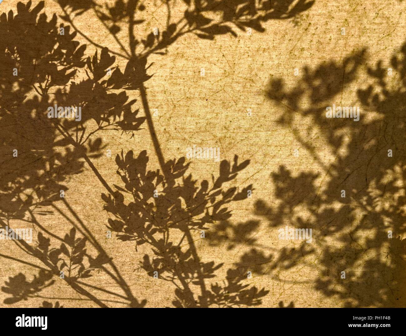 Brown leaves texture hi-res stock photography and images - Alamy