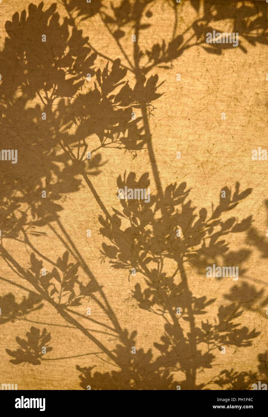 Shadow of shrub and leaves on a brown textured background Stock Photo ...