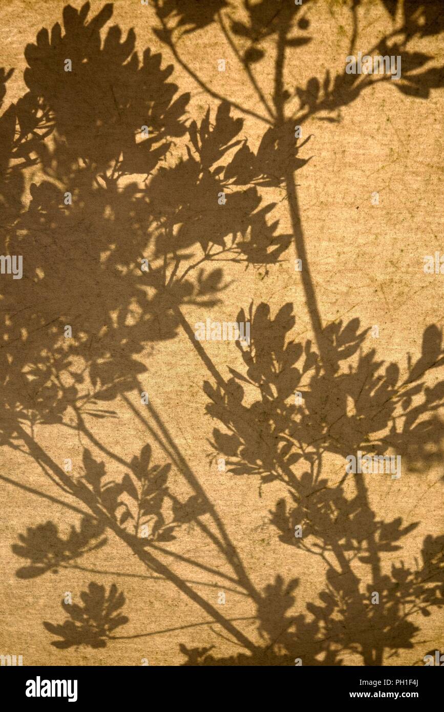 Shadow of shrub and leaves on a brown textured background Stock Photo ...