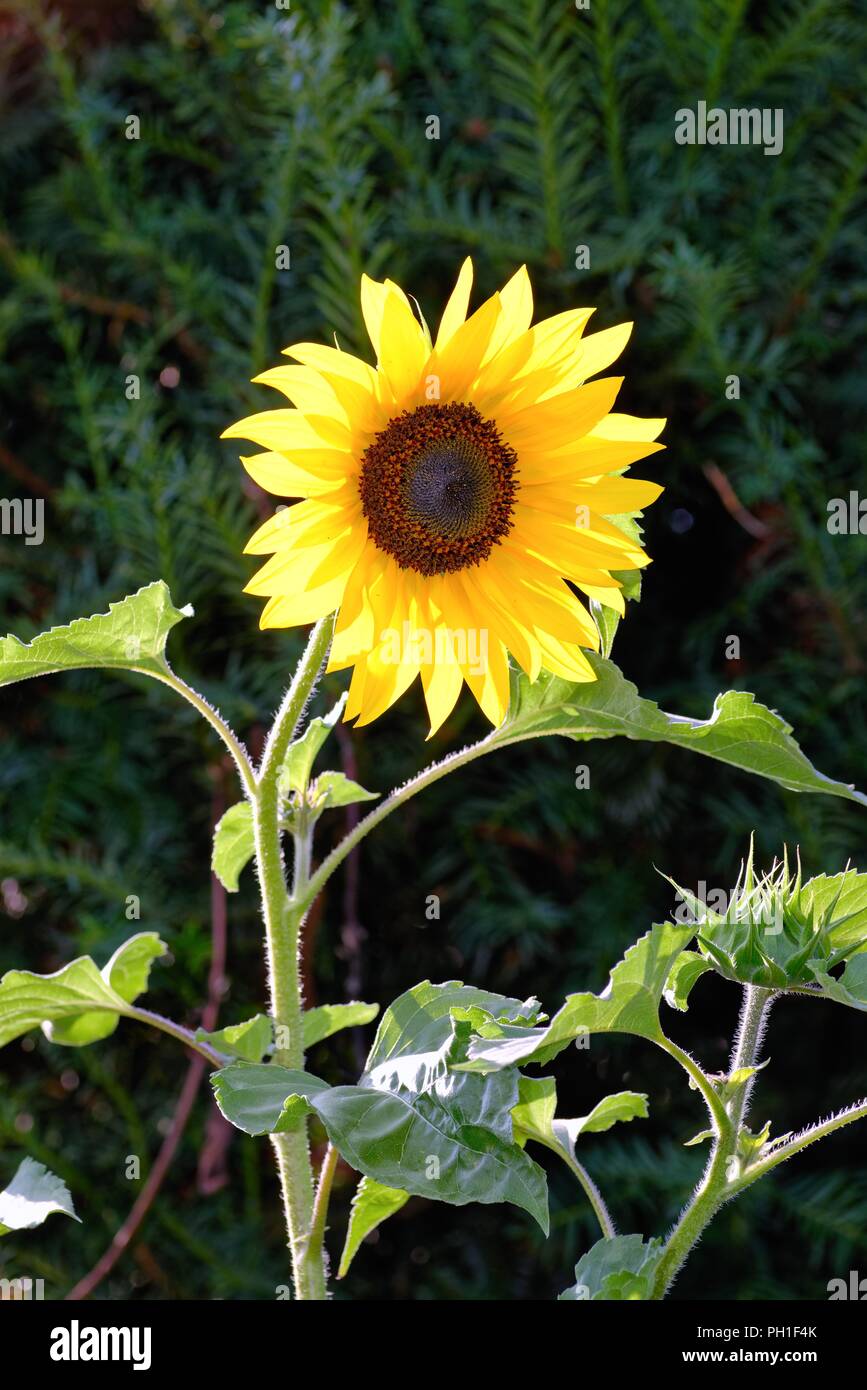 Large sunflower hi-res stock photography and images - Alamy