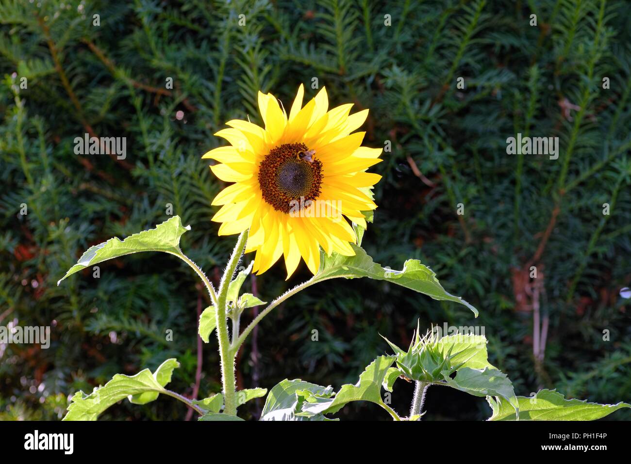 Large sunflower hi-res stock photography and images - Alamy