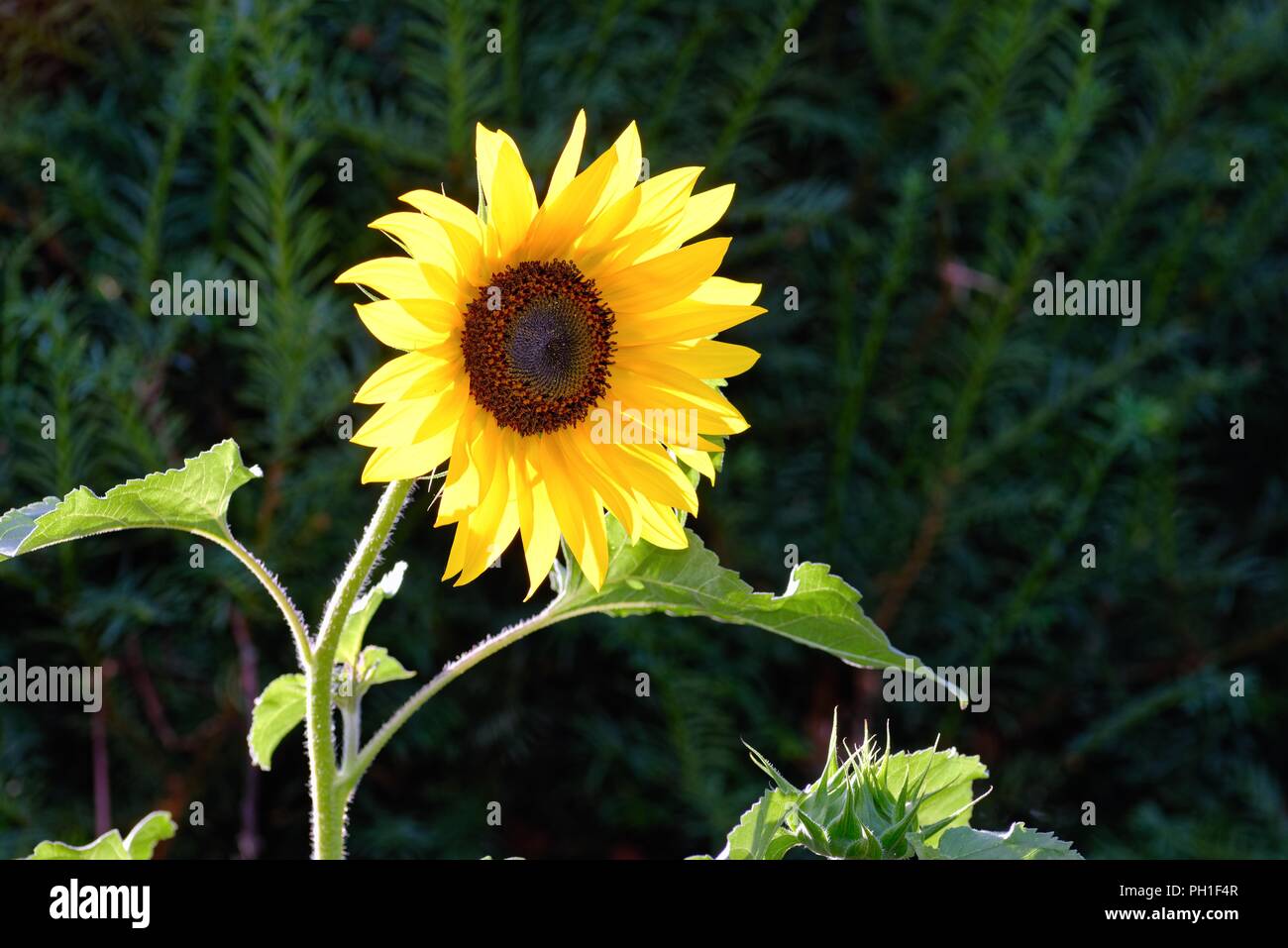 Tall sunflower plant large head hi-res stock photography and images - Alamy