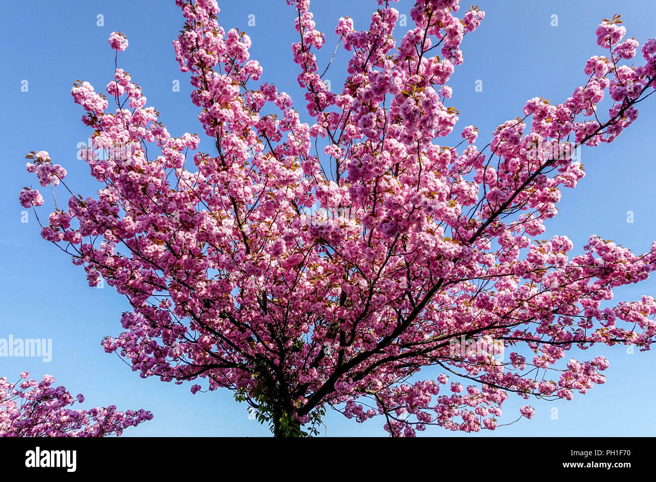 Real Cherry Blossom Tree Branch
