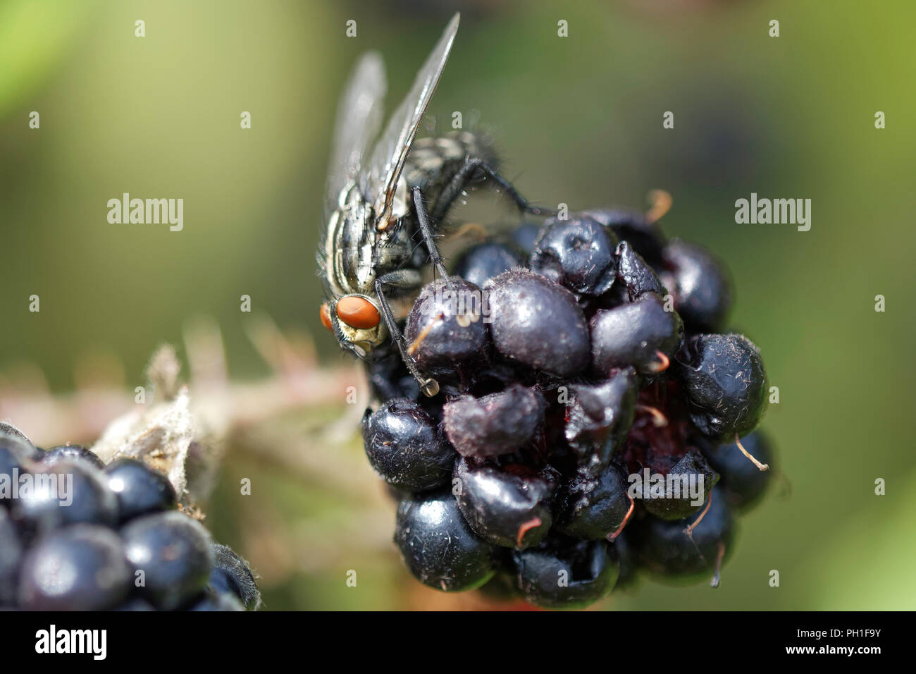 Big eyed bug hi-res stock photography and images - Alamy