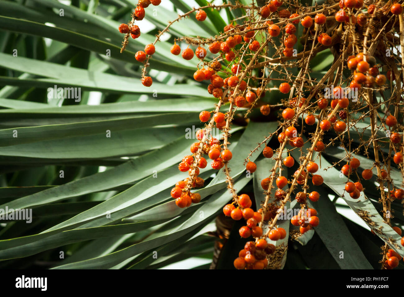 Dragon fruit tree hi-res stock photography and images - Alamy