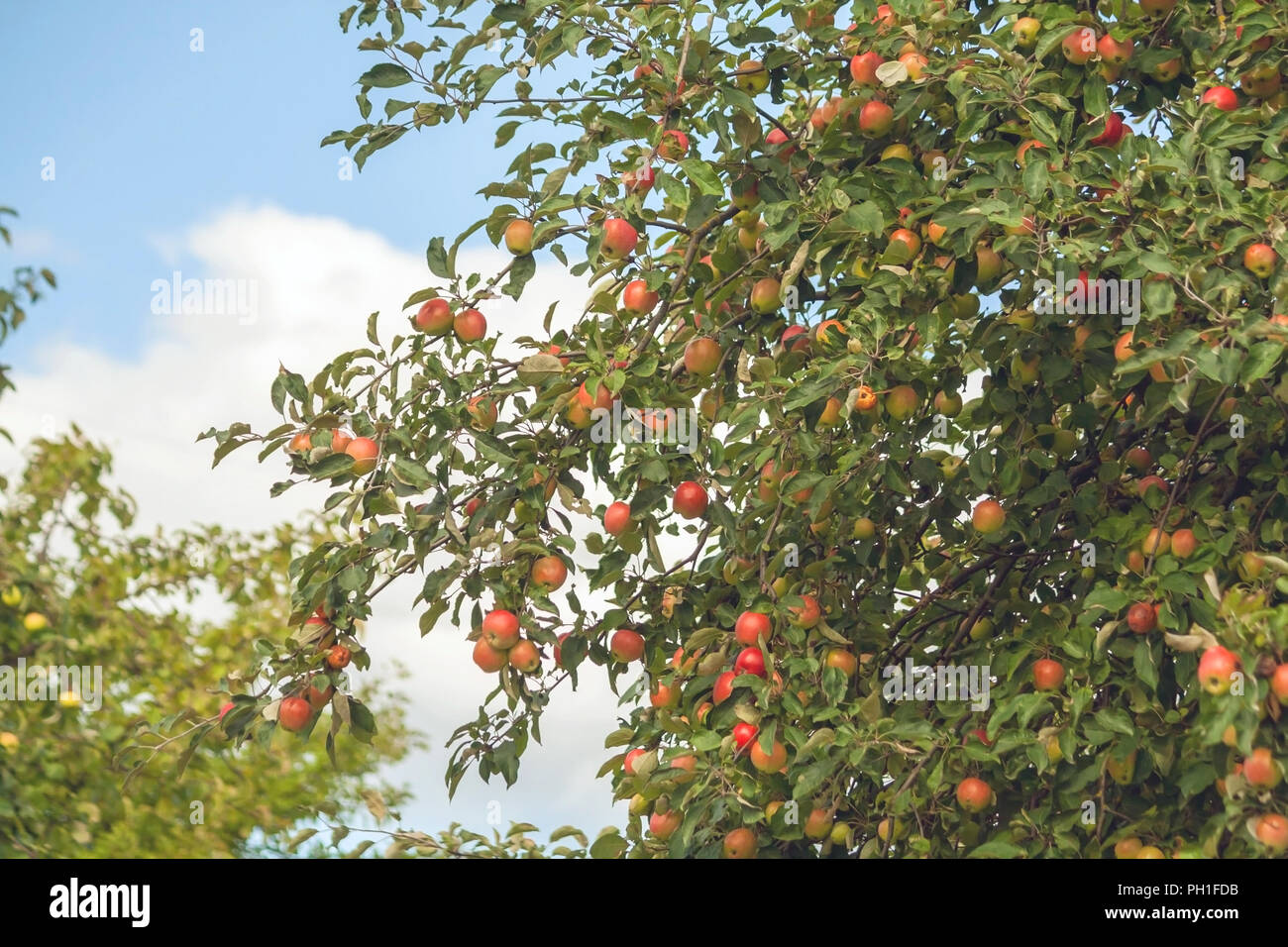 apple tree branches with a large number of apples against the blue sky ...