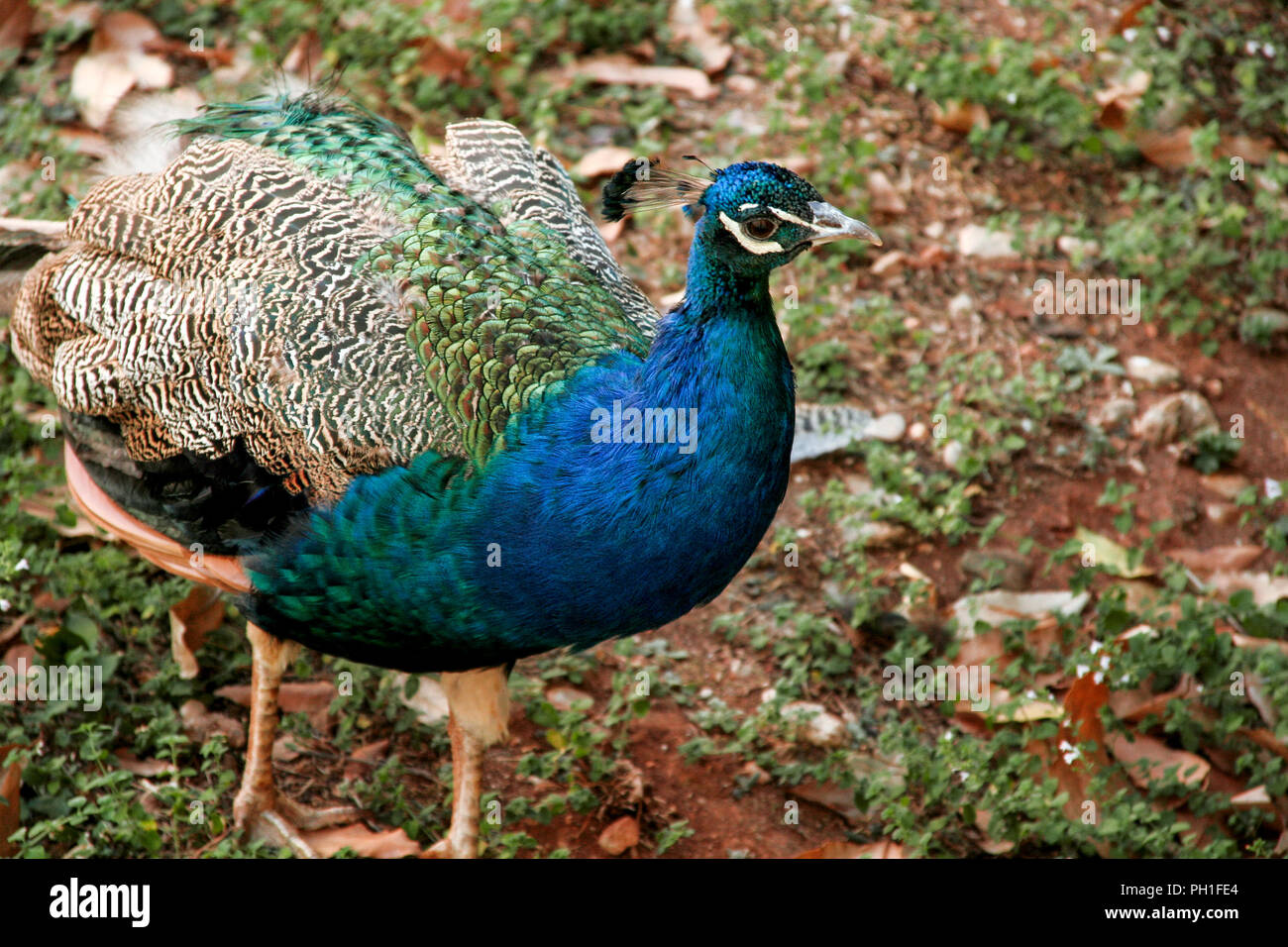 Peacock bird in nature. A beautiful bird of paradise peacock in the ...