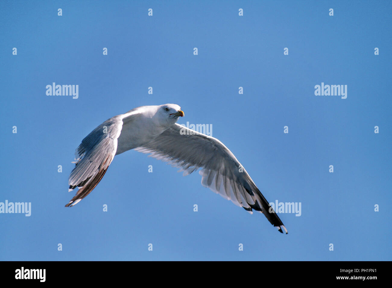 Beautiful seagull with open wing flying high hi-res stock photography ...