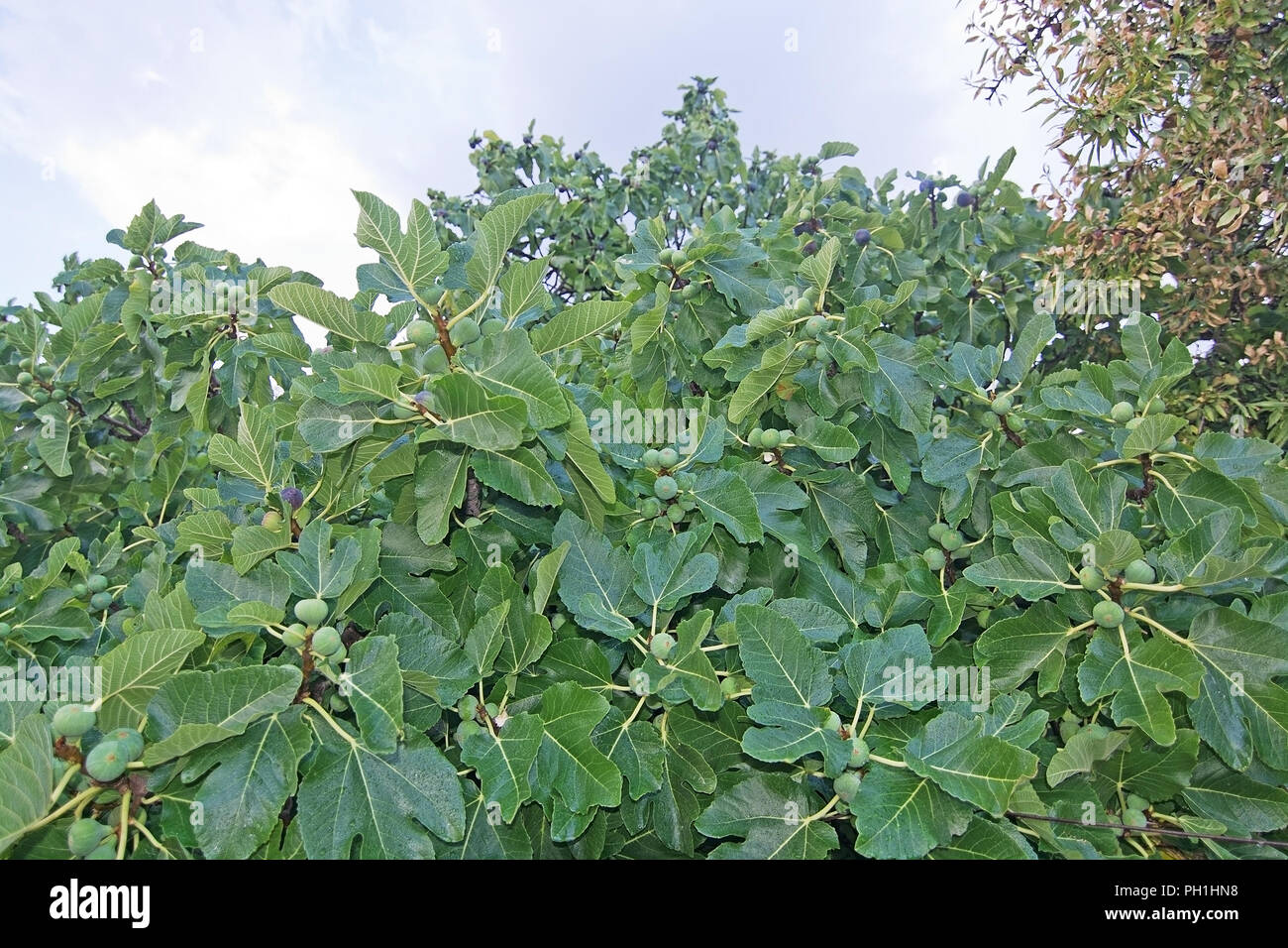 Fig tree with green and purple ripening fruits on an overcast summer ...
