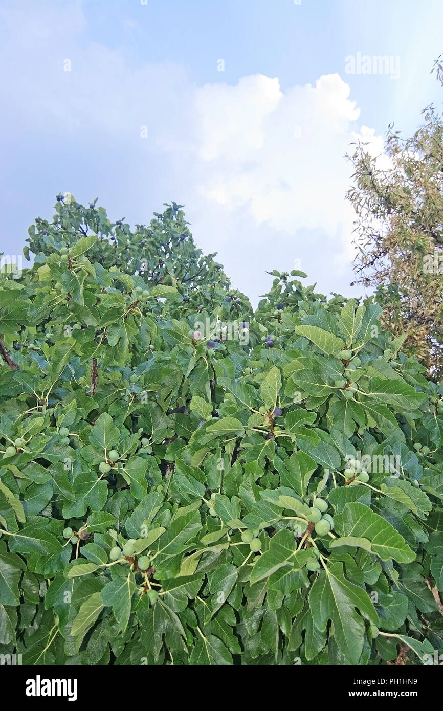 Fig tree with green and purple ripening fruits on an overcast summer ...