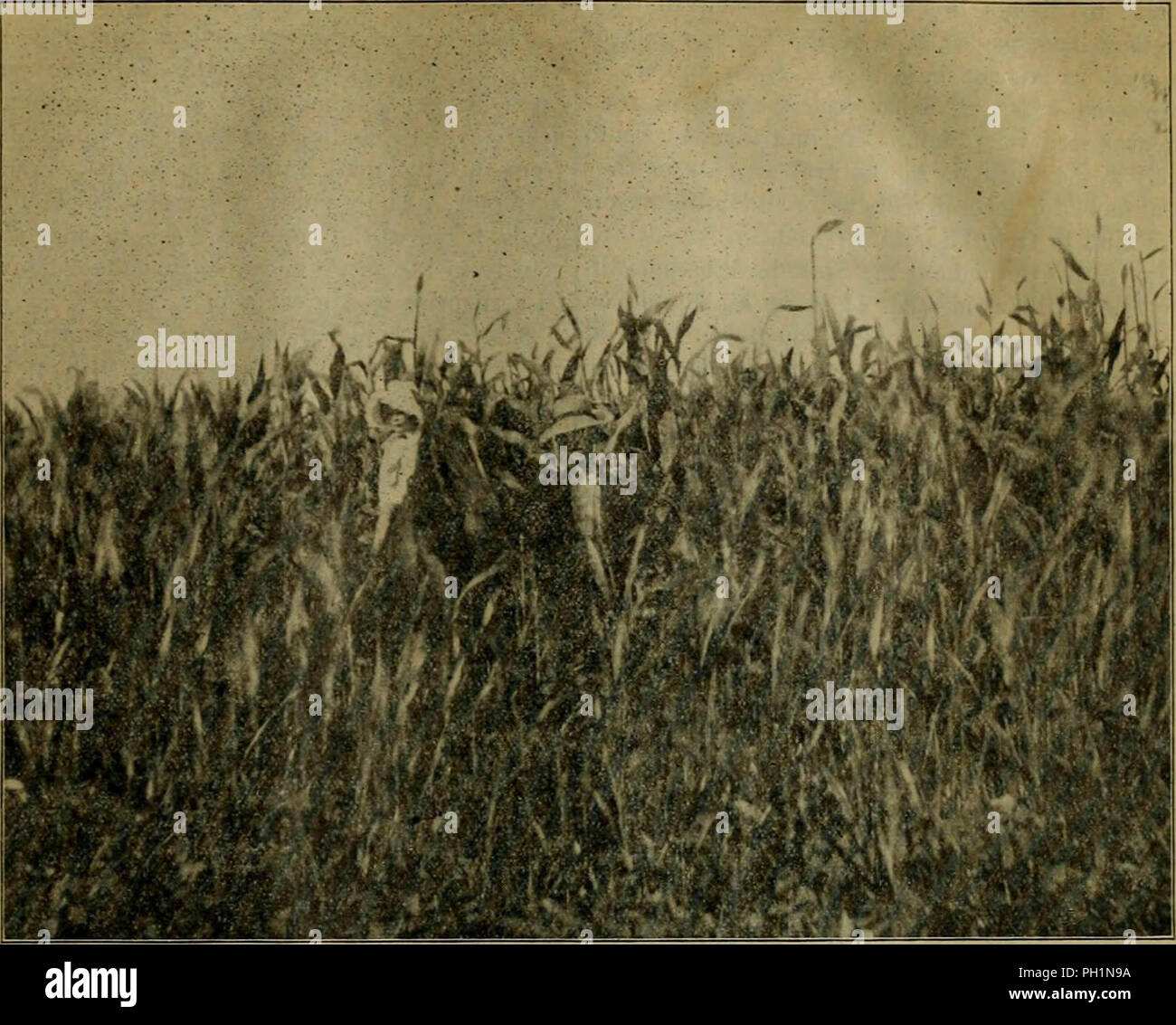 "The Southern planter" (1882 Stock Photo - Alamy