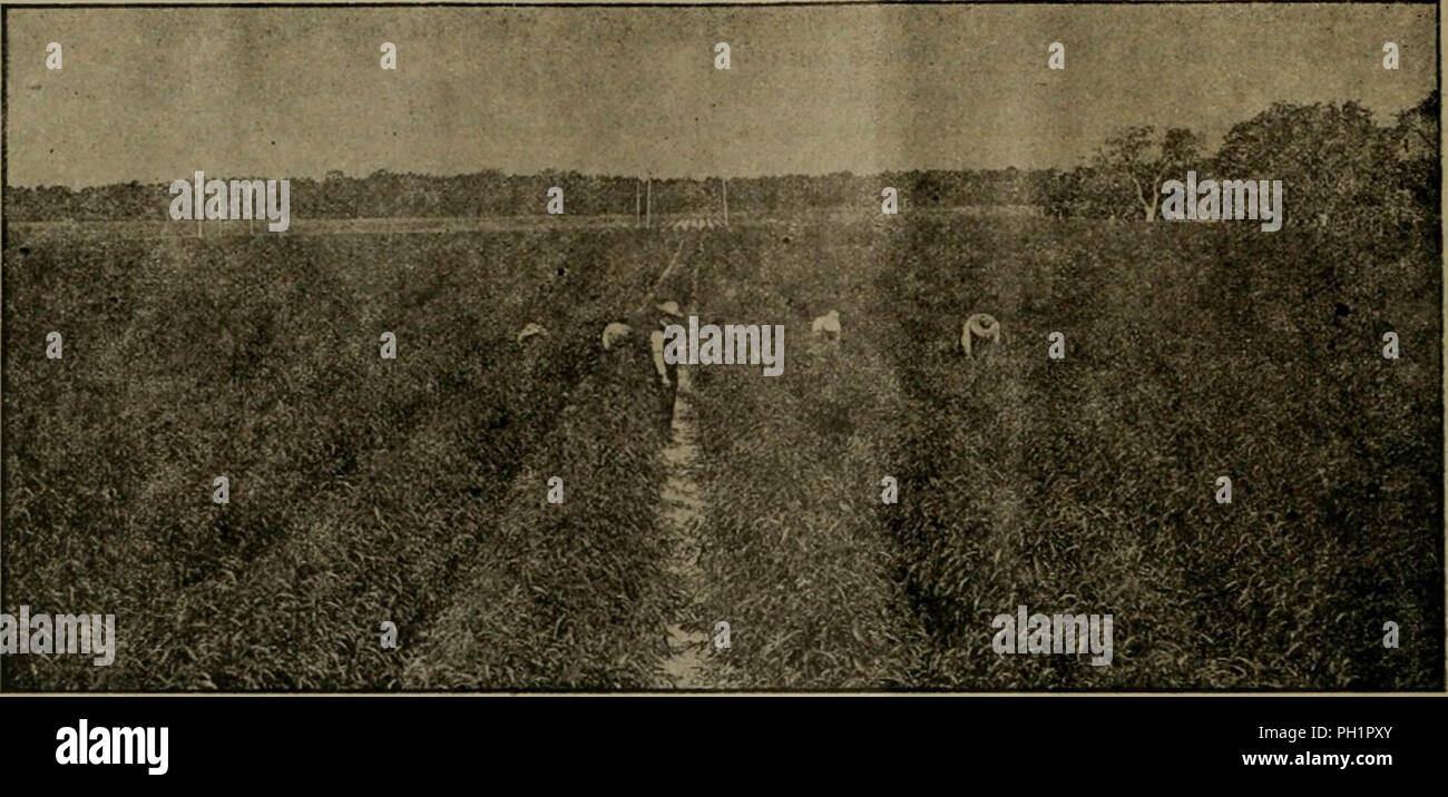 "The Southern planter" (1882 Stock Photo - Alamy