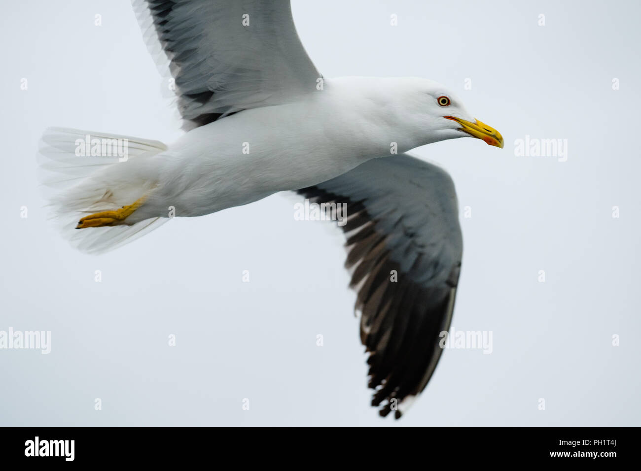 Little gull flying autumn hi-res stock photography and images - Alamy