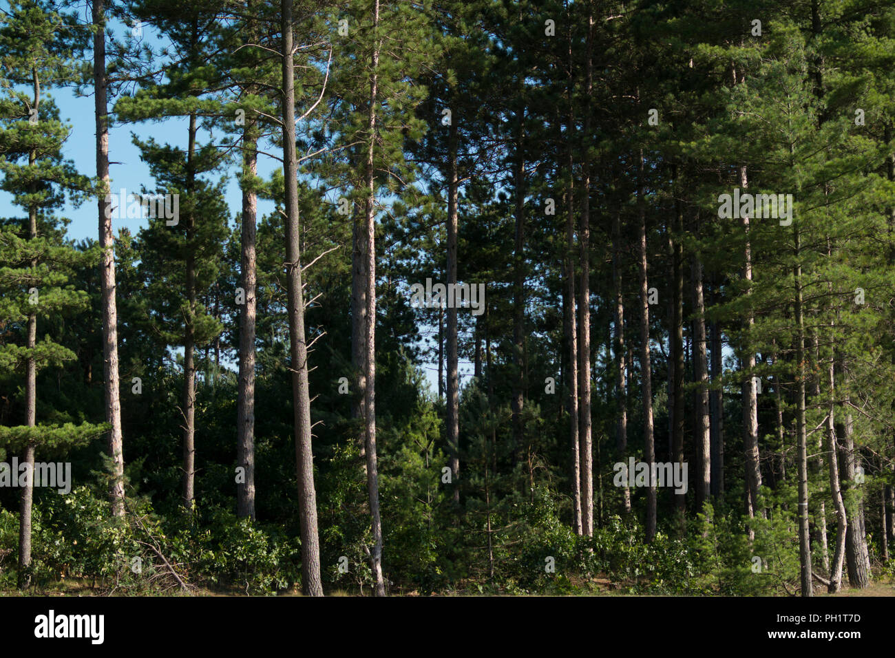 White Pine forest in west Michigan Stock Photo - Alamy