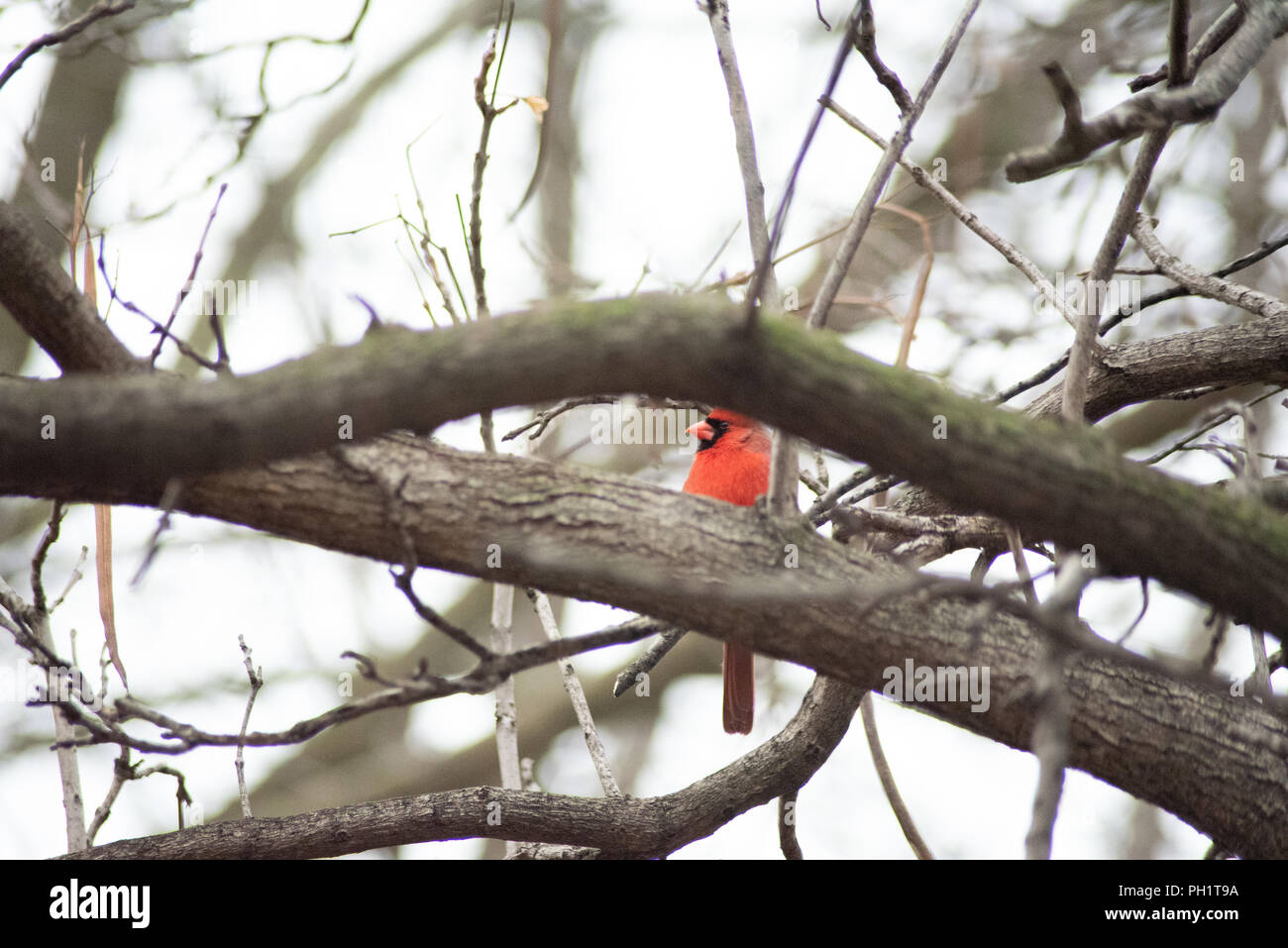 Red cardinal in bare tree in spring. York, NE USA Stock Photo - Alamy