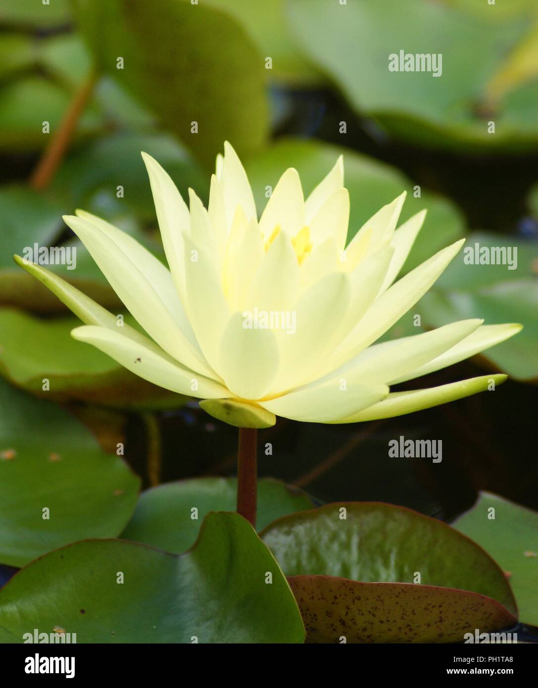 fleur jaune de nymphea, yellow nymphaea flower,gelde wasserlillien ...
