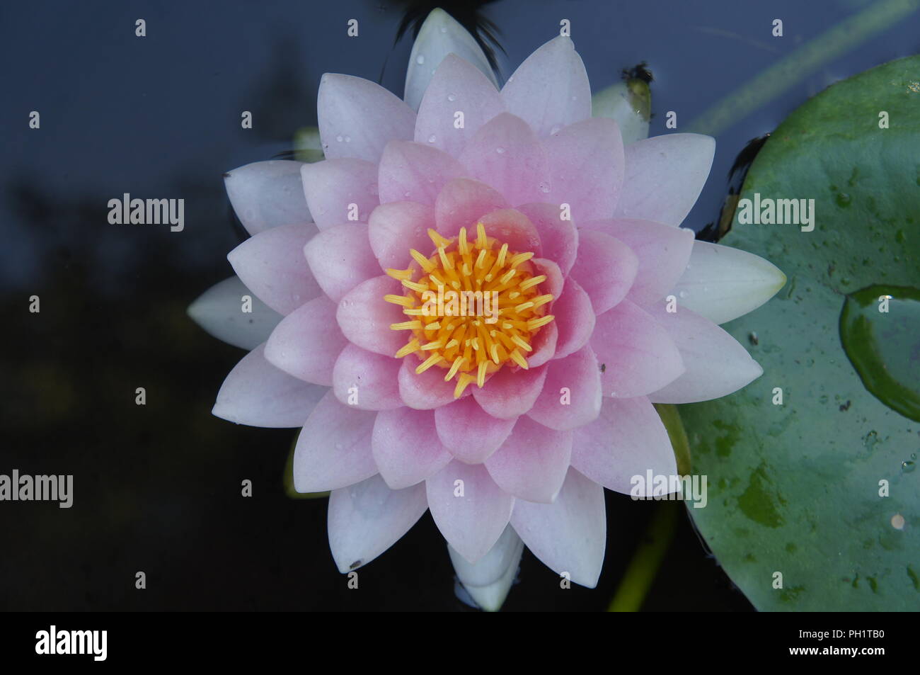 Rosa nenúfar hi-res stock photography and images - Alamy