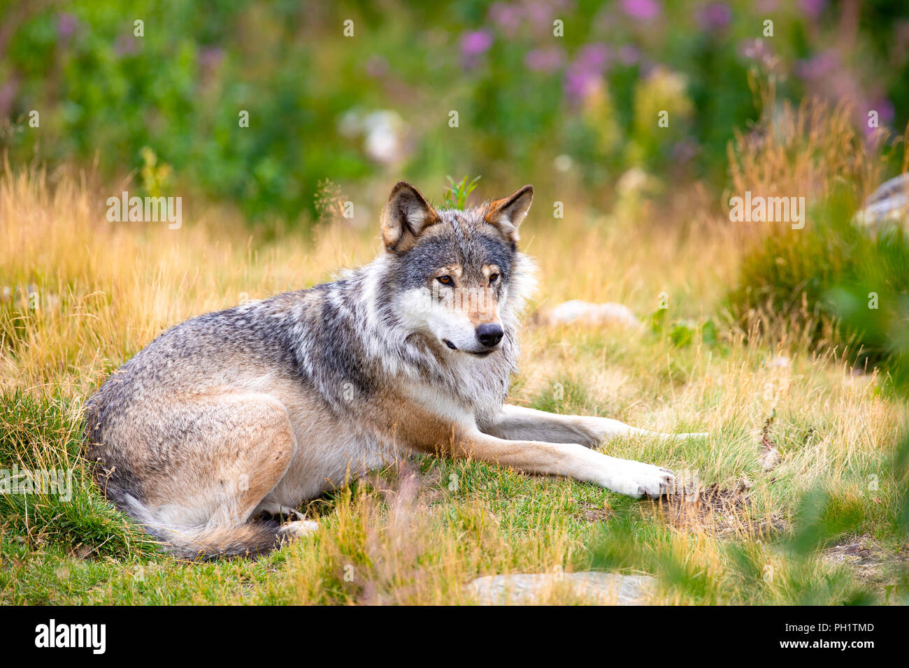 Large male grey wolf laying in a field in the forest Stock Photo - Alamy