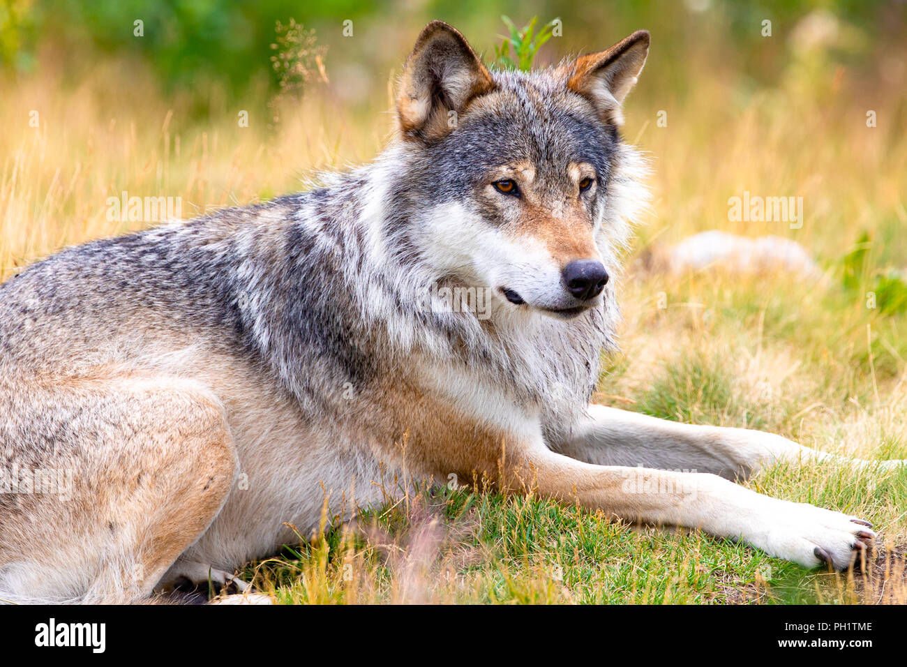 Large male grey wolf laying in a field in the forest Stock Photo - Alamy