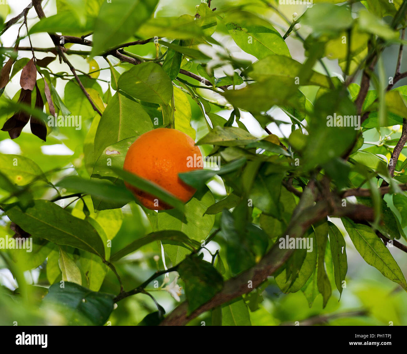 Orange tree diplaying its fruits in wild nature. Florida bright orange ...