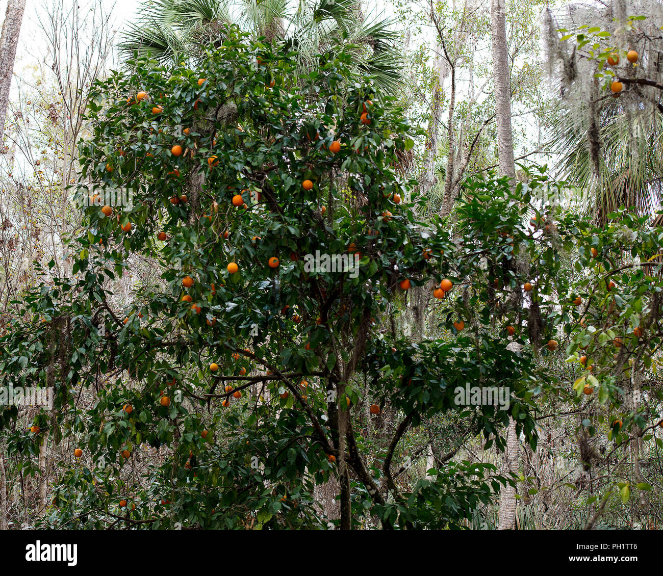 Field orange trees ripe fruits hi-res stock photography and images - Alamy
